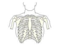 Anatomie des côtes - Kiné Formations
