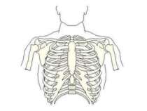 Anatomie des côtes - Kiné Formations