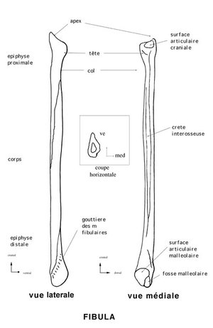 Anatomie de la Fibula - Kiné Formations