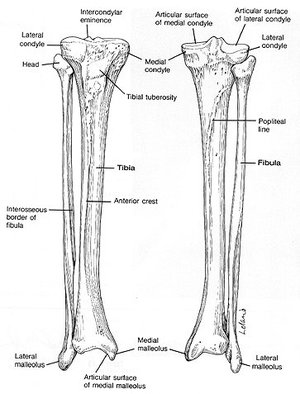 Anatomie du Tibia - Kiné Formations