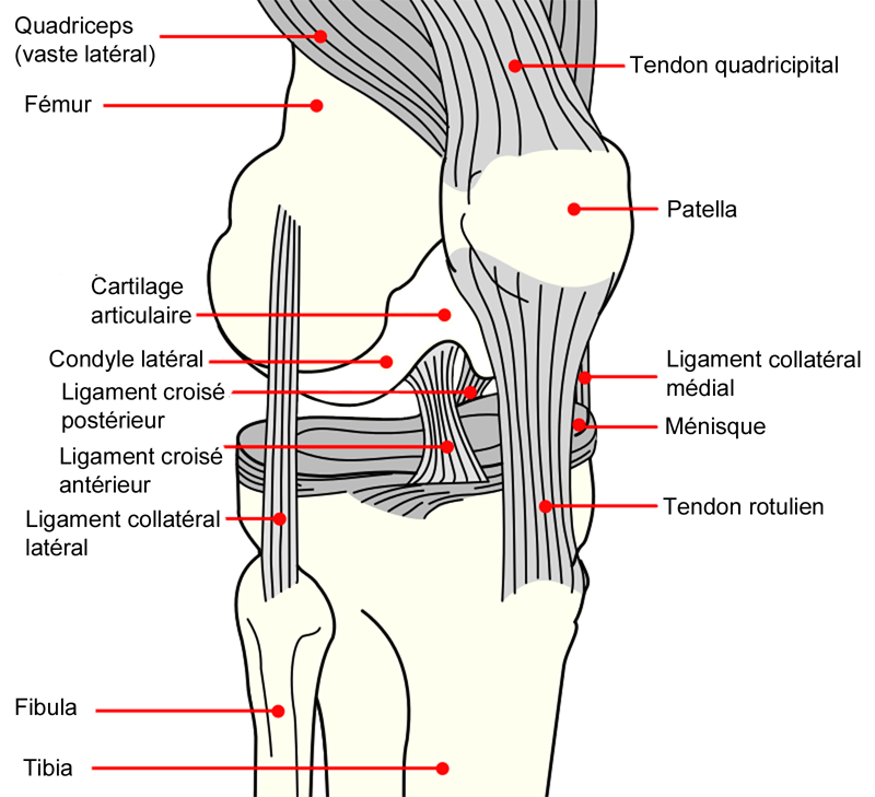 À propos de la rupture du LCA chez le joueur de football - Kiné Formations