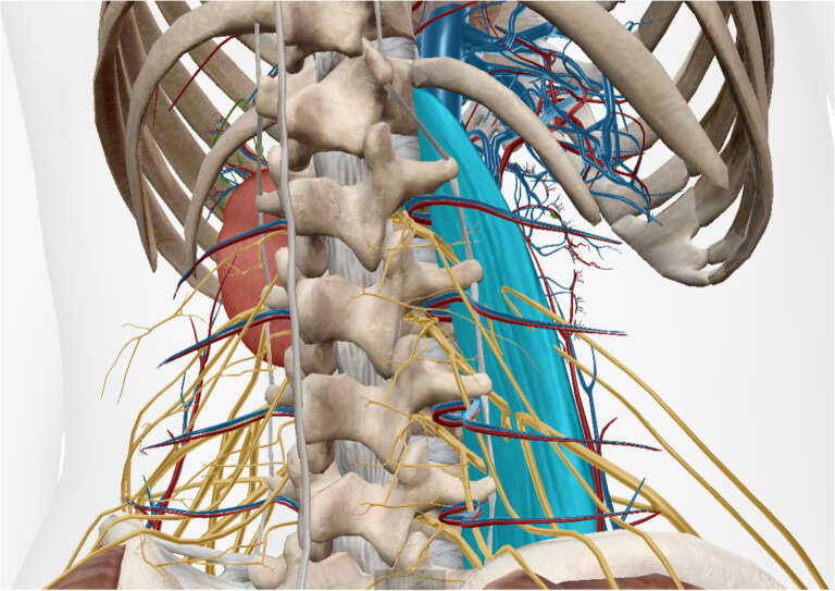 Ilio-Psoas : Abord thérapeutique selon la technique "Jones Strain ...