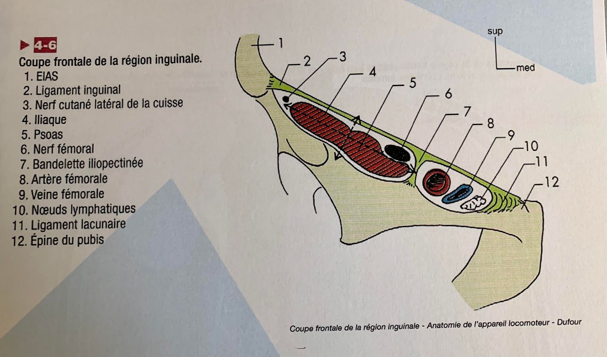 Nos connaissances de kinés sur l’ilio-psoas ? - Kiné Formations