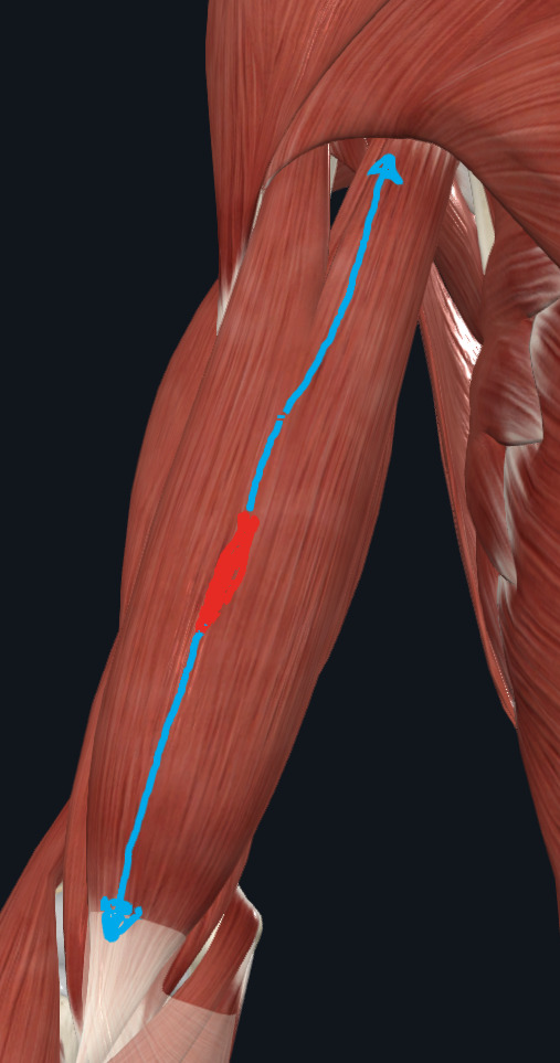 Les chaines musculaires, physiologiques ou dysfonctionnelles